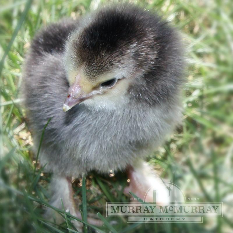 Murray McMurray Hatchery - Dark Brahmas