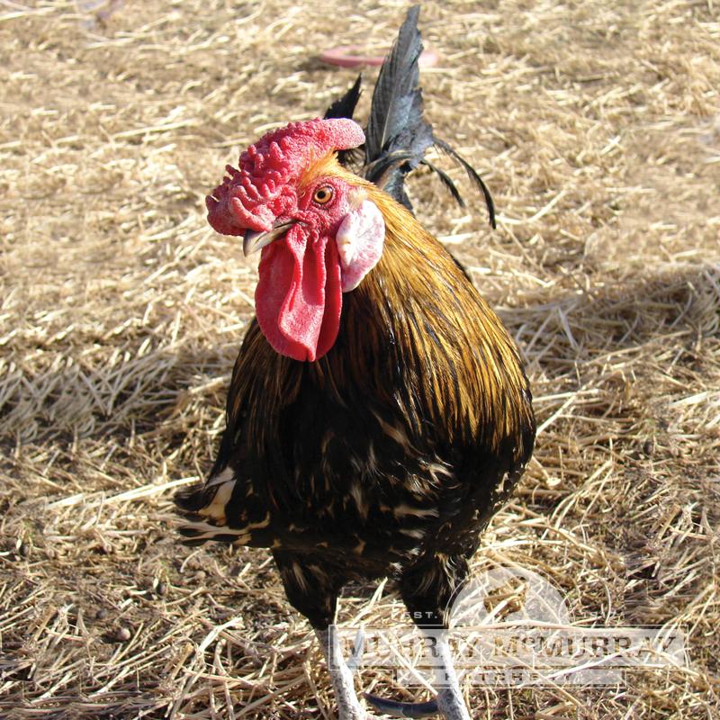 Murray McMurray Hatchery - Golden Penciled Hamburgs