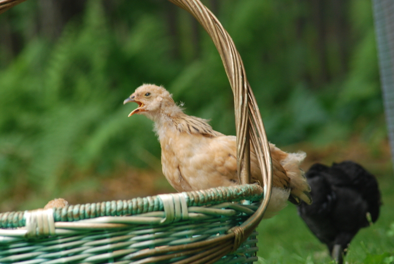 Murray McMurray Hatchery - Photo Gallery Detail
