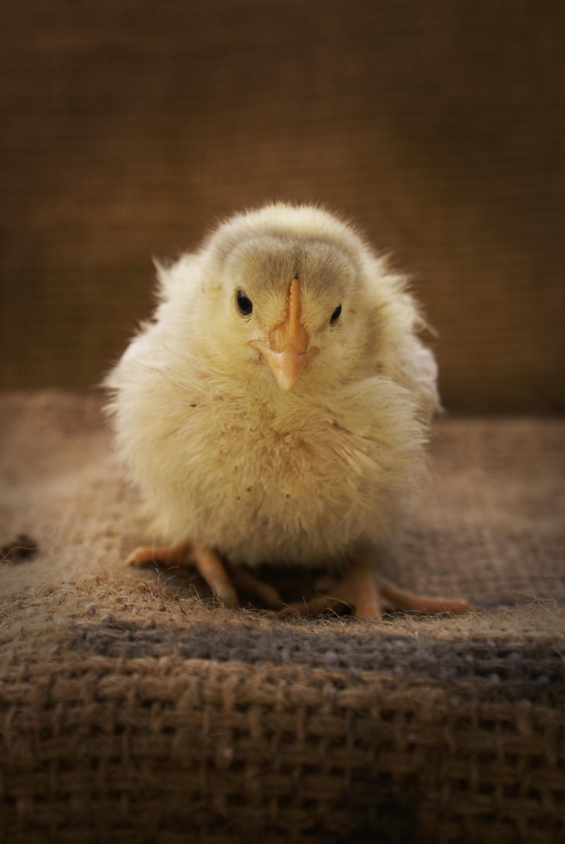 Murray McMurray Hatchery - Photo Gallery Detail