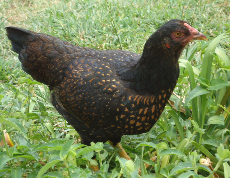 Murray McMurray Hatchery - Photo Gallery Detail