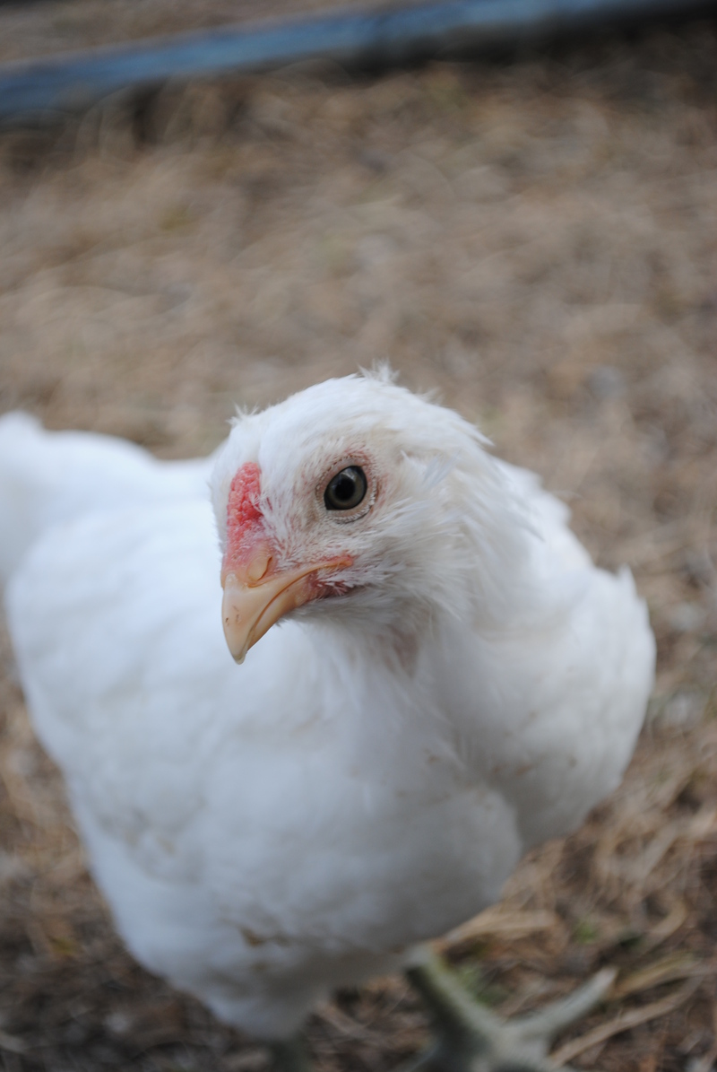 Murray McMurray Hatchery - Photo Gallery Detail