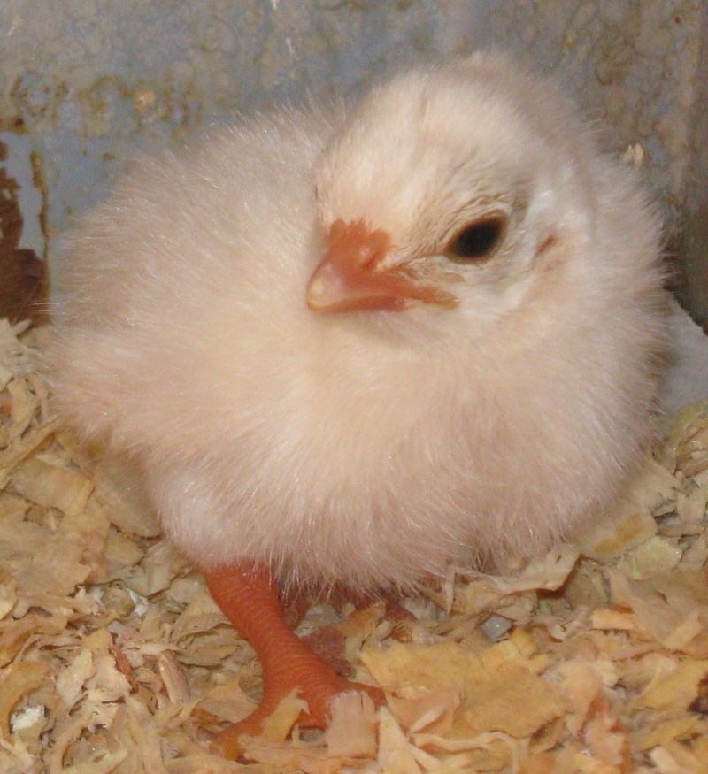 Murray McMurray Hatchery - Photo Gallery Detail