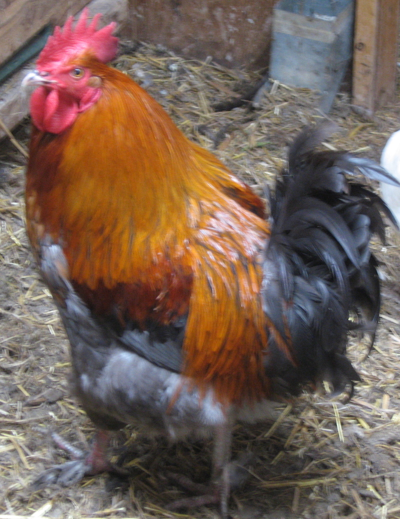 Murray McMurray Hatchery - Photo Gallery Detail