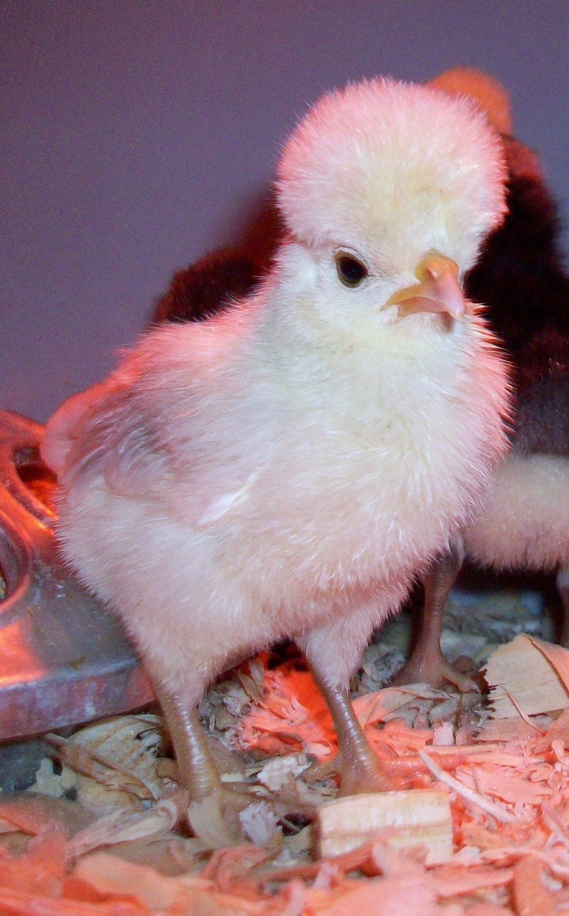 Murray McMurray Hatchery - Photo Gallery Detail