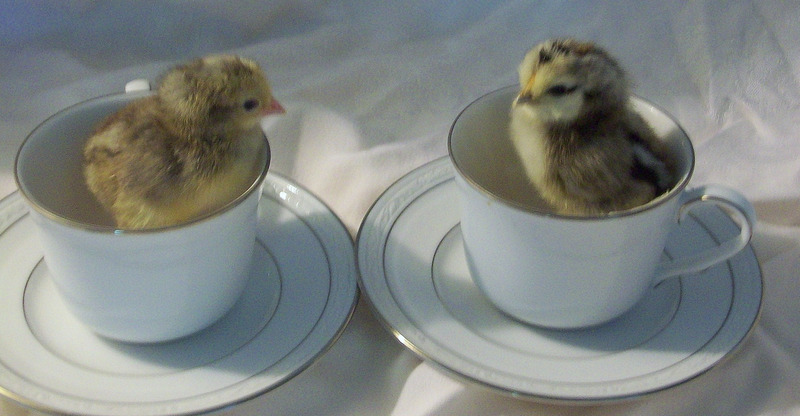 Murray McMurray Hatchery - Photo Gallery Detail
