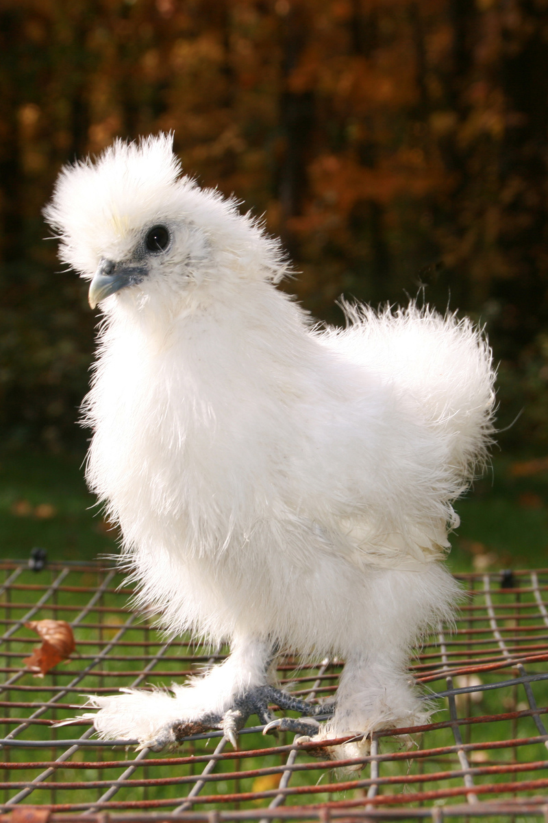 Murray McMurray Hatchery - Photo Gallery Detail