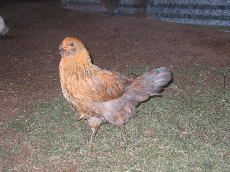 Murray McMurray Hatchery - Photo Gallery Detail