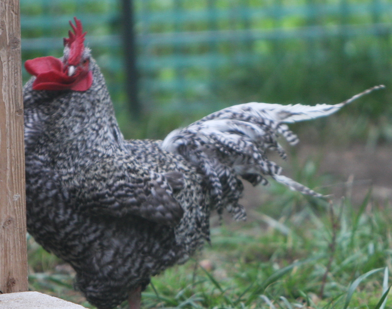Murray McMurray Hatchery - Photo Gallery Detail