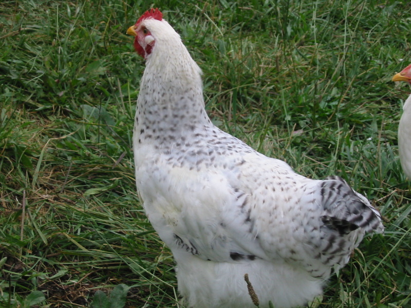 Murray McMurray Hatchery - Photo Gallery Detail