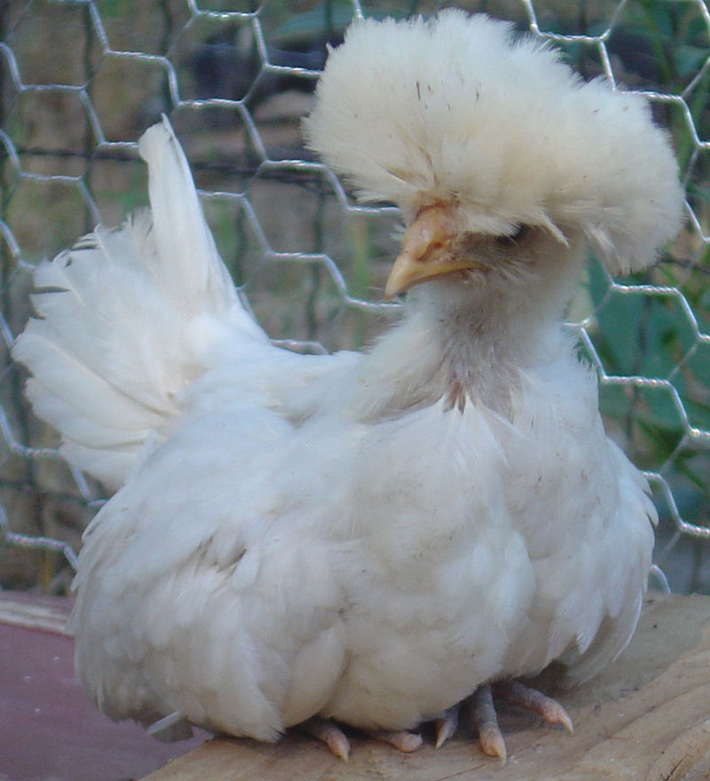 Murray McMurray Hatchery - Photo Gallery Detail