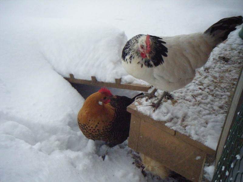 Murray McMurray Hatchery - Photo Gallery Detail